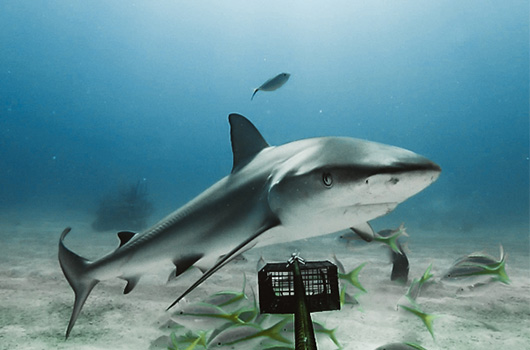 PaulAllen - Global FinPrint