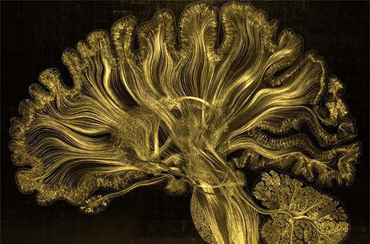 PaulAllen - Allen Institutes